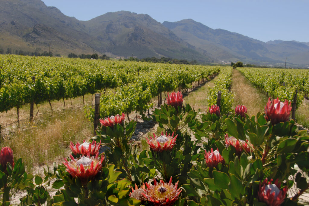 MAN Family Wines Expresses the Essence of South Africa - The Tasting Panel